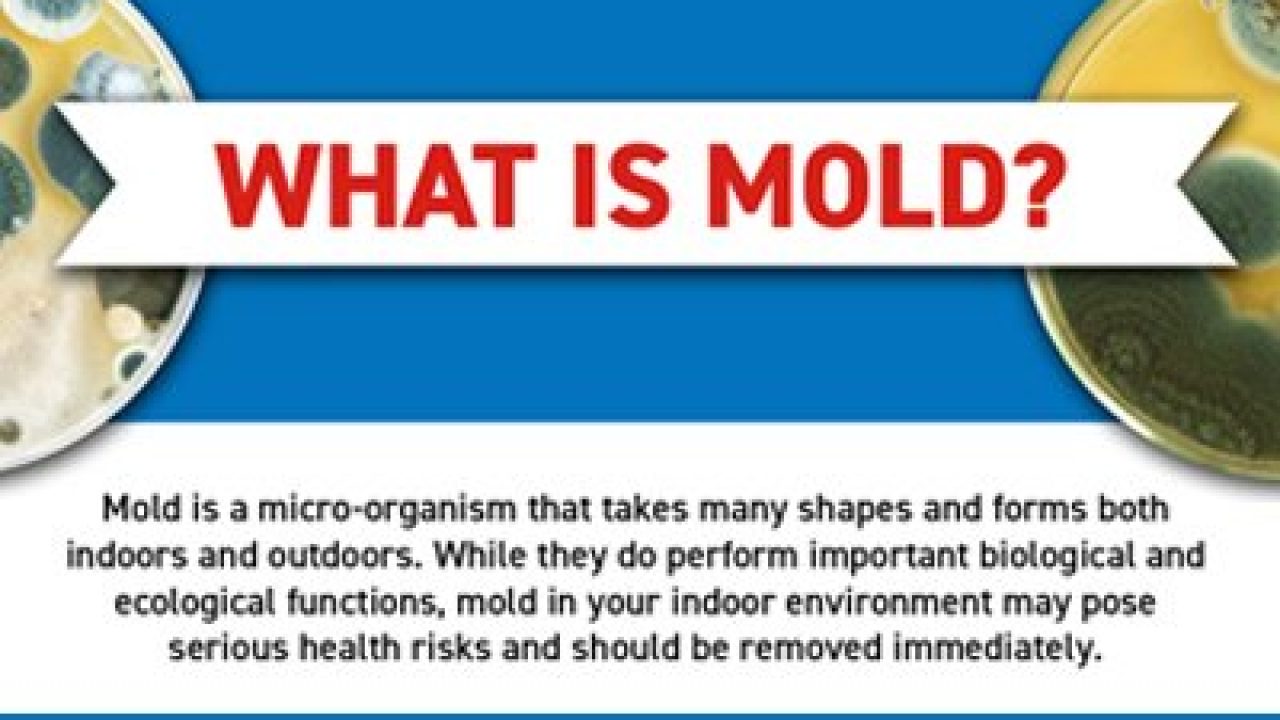 Mold Infographic - What is Mold - Disaster Restoration