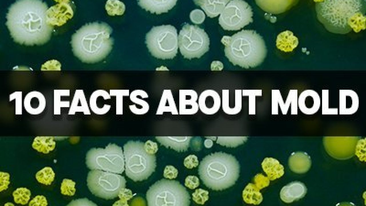 10 Facts You Should Know About Mold - Big Red Singapore