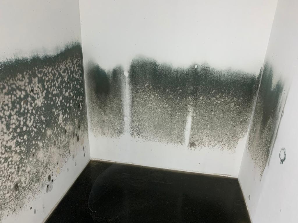 Big Red Remediating Mold Proliferation in an Office Post Circuit ...